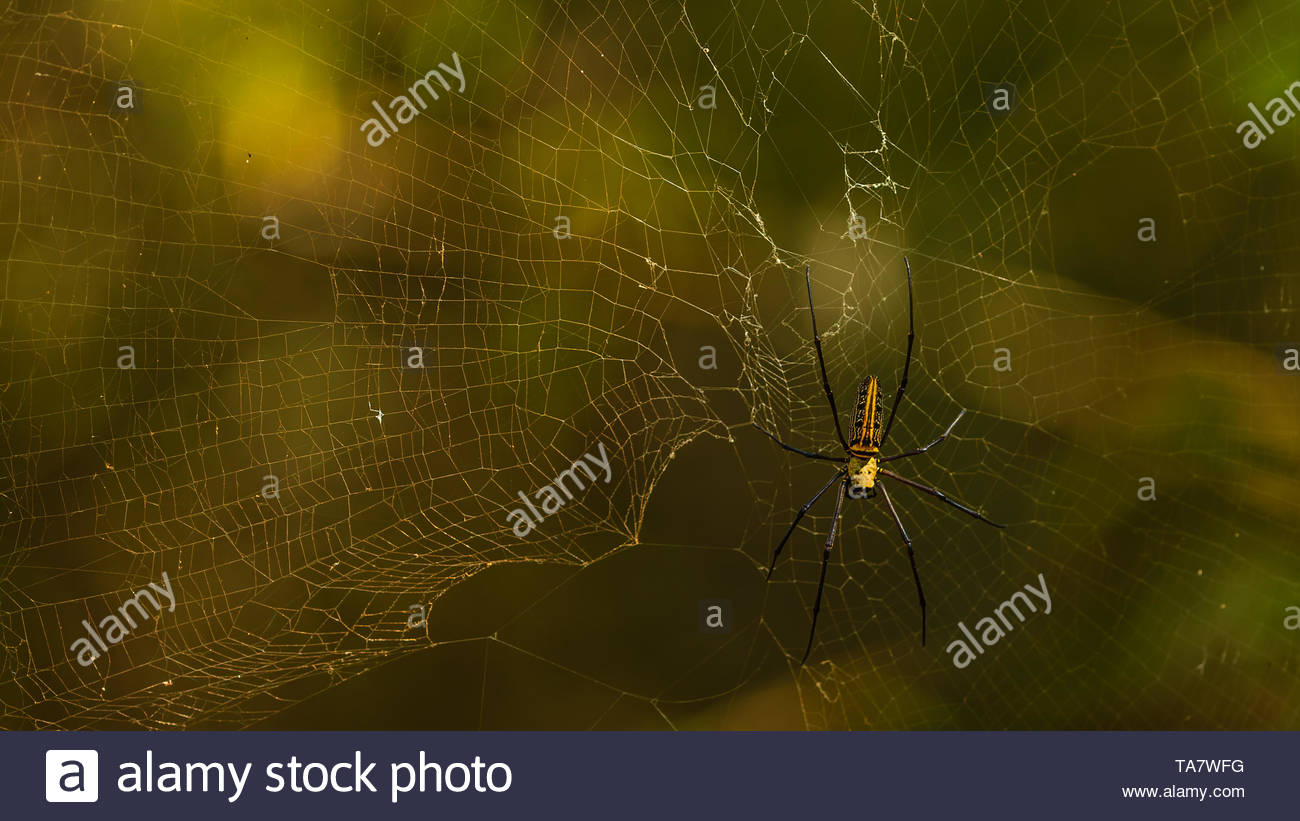 Indian Weaver High Resolution Stock Photography and Images - Alamy