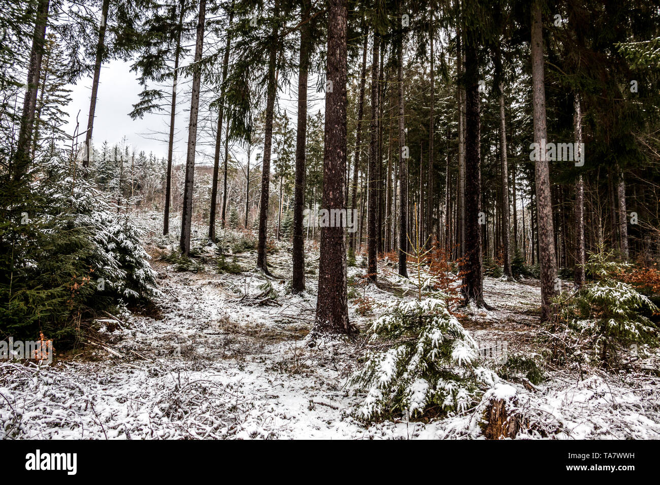 Snowy clearing in the middle of the winter forest Stock Photo - Alamy