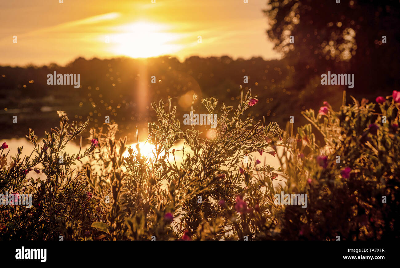 landscape Dutch nature water trees sunset netherlands Stock Photo - Alamy