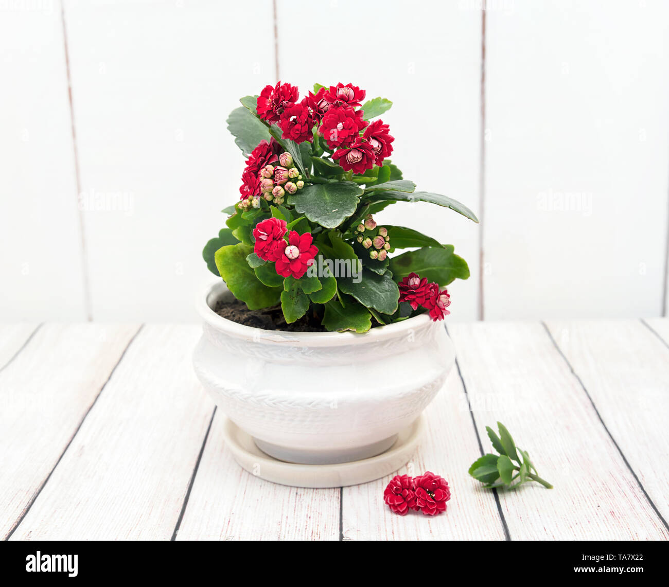 Blooming Kalanchoe. Beautiful potted flower in the pot Stock Photo - Alamy