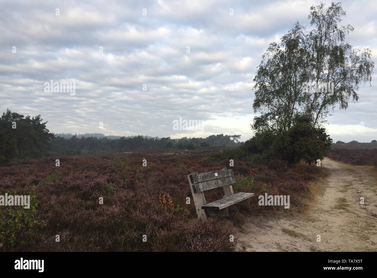 landscape Dutch nature water trees sunset netherlands Stock Photo - Alamy