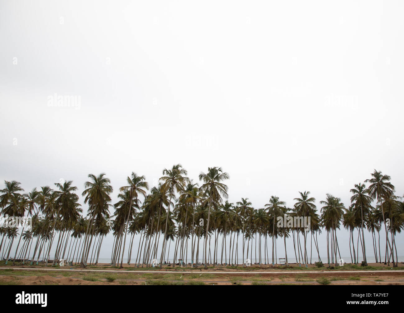 Ivory coast palm tree hi-res stock photography and images - Alamy