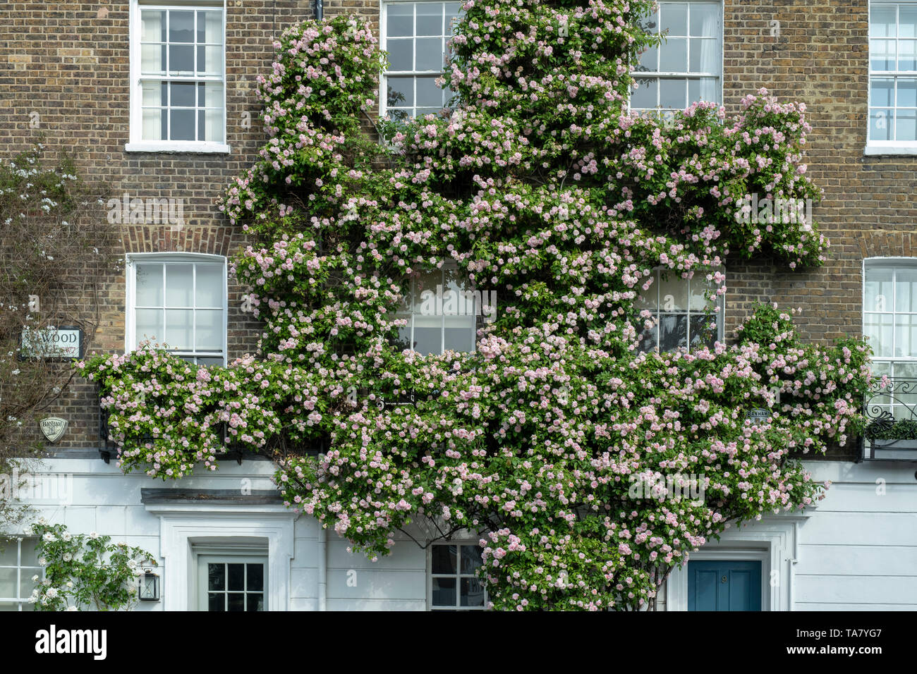 Chelsea rose hi-res stock photography and images - Alamy