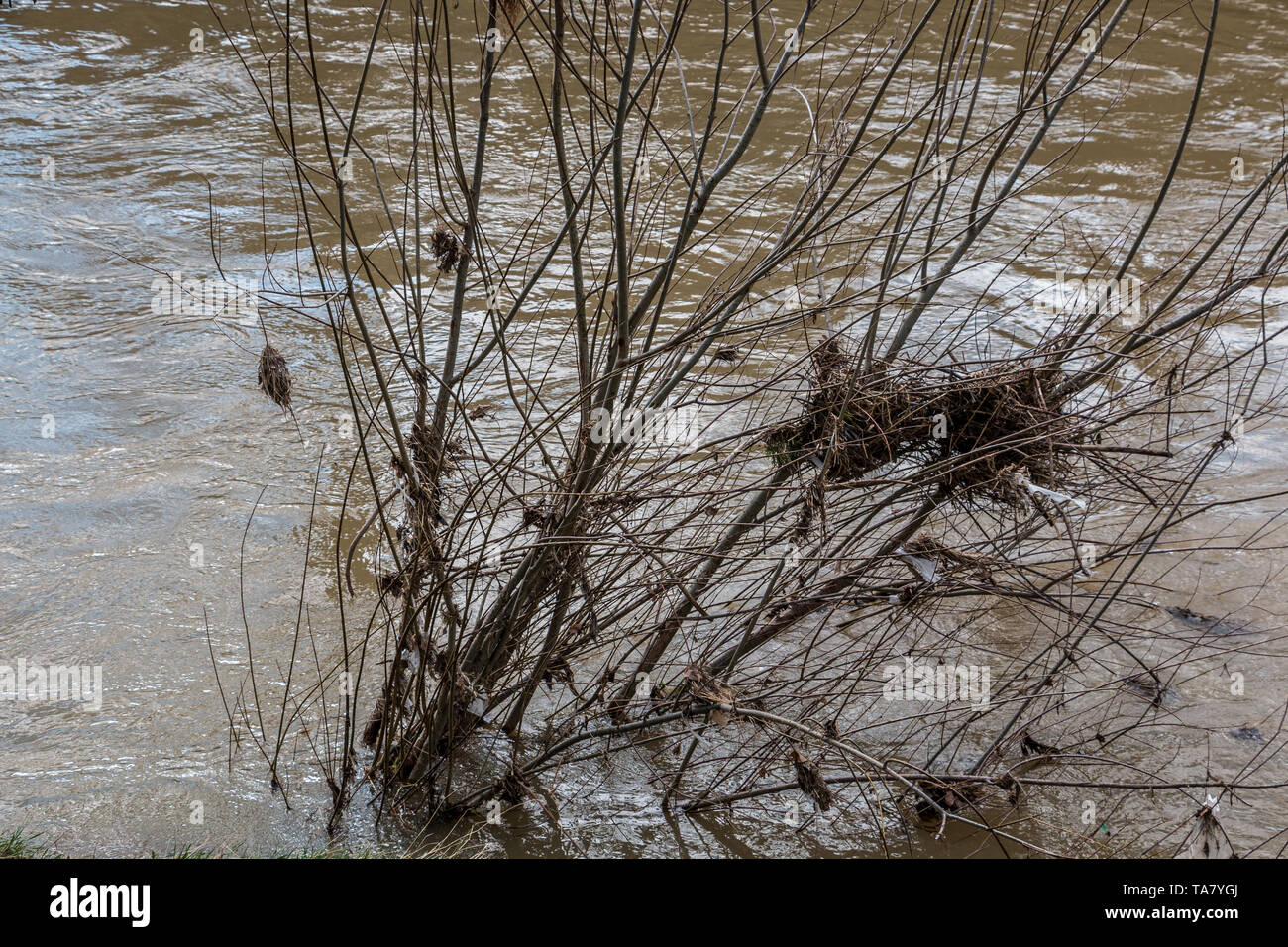 Dangerous flood with a drowning tree and dirty brown water Stock Photo ...