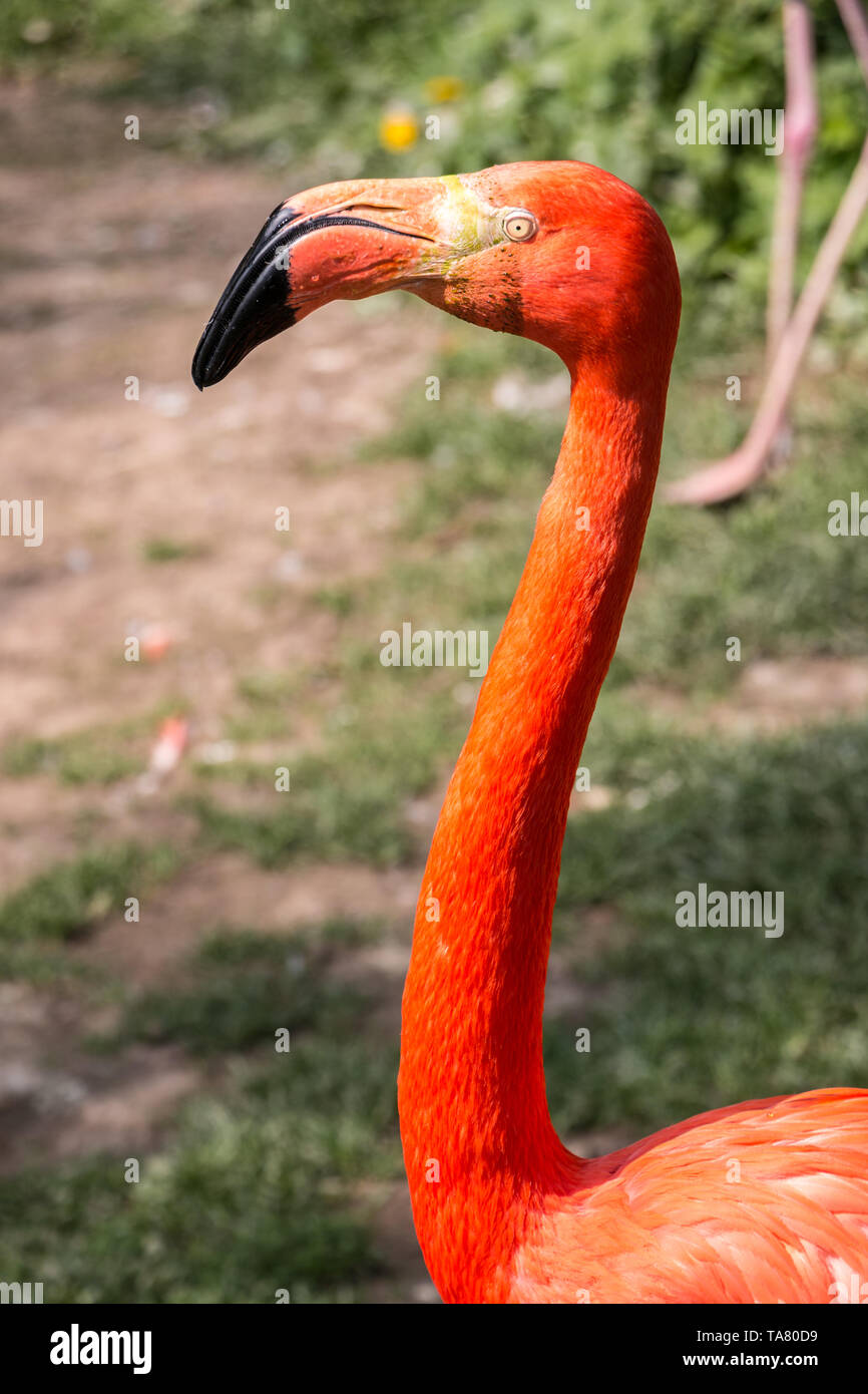 Red flamingo with long neck on the green grass Stock Photo - Alamy