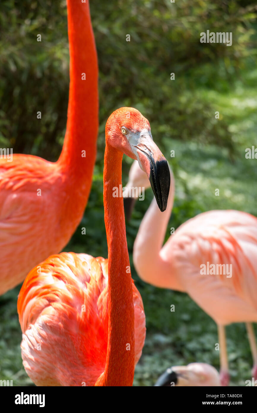 Red flamingo with long neck on the green grass Stock Photo - Alamy