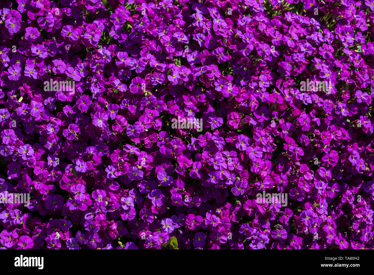 Beautiful violet flowers in the colorful garden Stock Photo - Alamy
