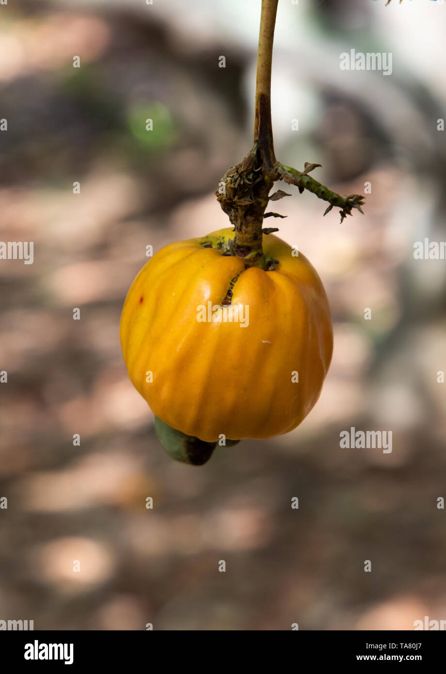 Shea tree hi-res stock photography and images - Alamy