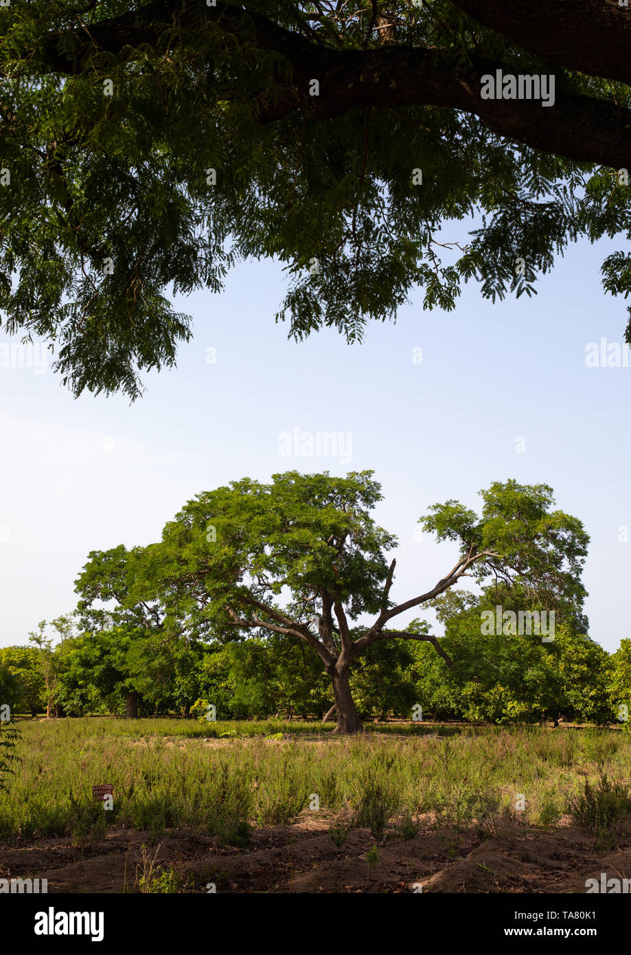 Plantation of shea butter or karite trees, Savanes district, Shienlow ...