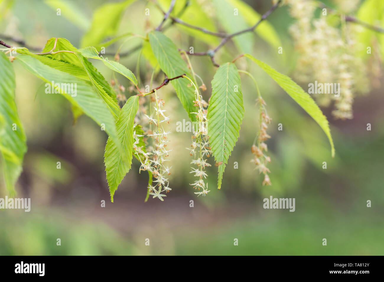 Close up of Acer Carpinifolium - Hornbeam maple flowering against a ...