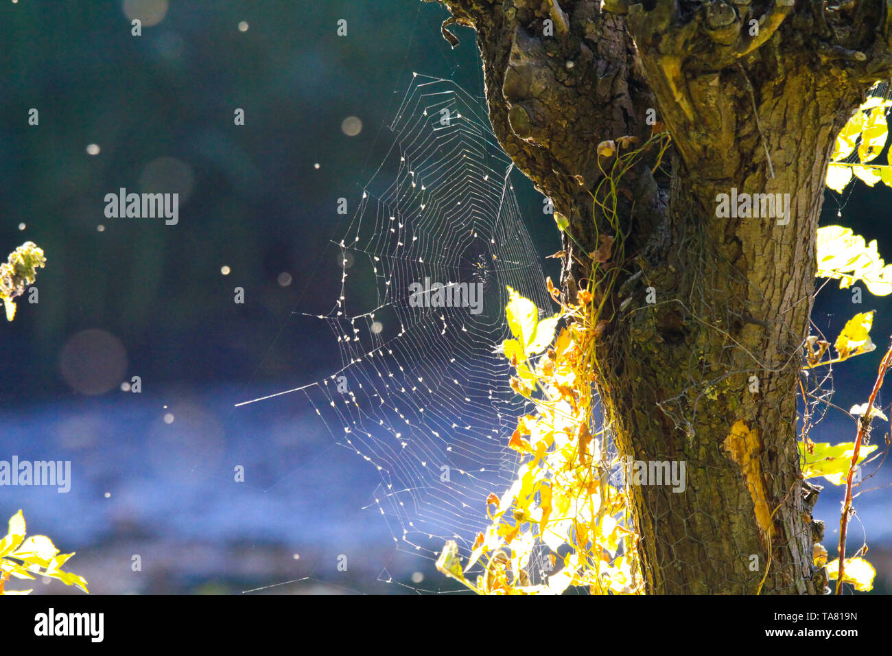 Close up of shining spider web at tree trunk bark with bright glowing ...