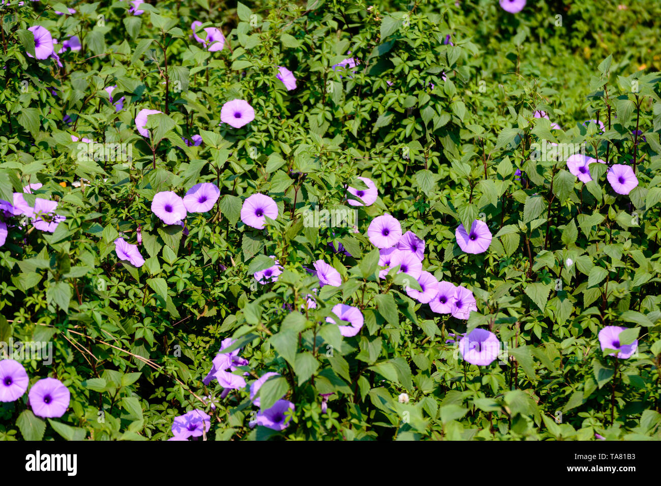 mile-a-minute vine, Messina creeper, Cairo morning glory, coast morning ...