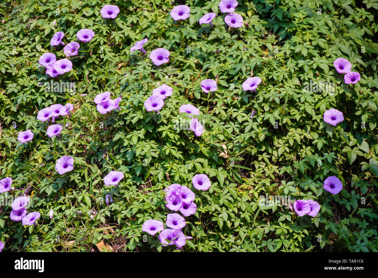 mile-a-minute vine, Messina creeper, Cairo morning glory, coast morning ...
