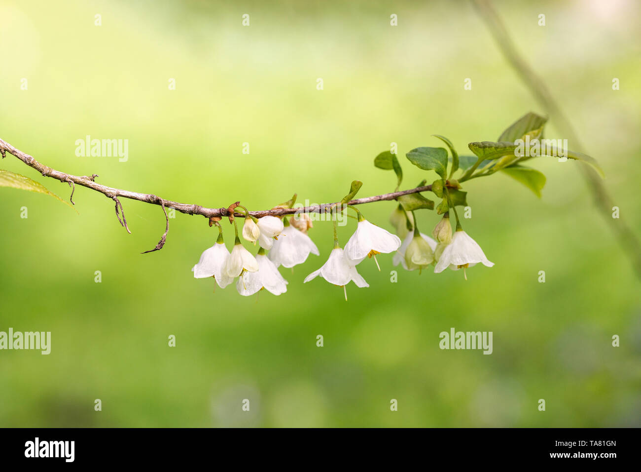 Styracaceae hi-res stock photography and images - Alamy