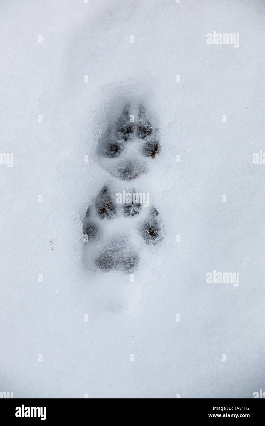 Foot print of a dog or a wolf on the white snow Stock Photo - Alamy