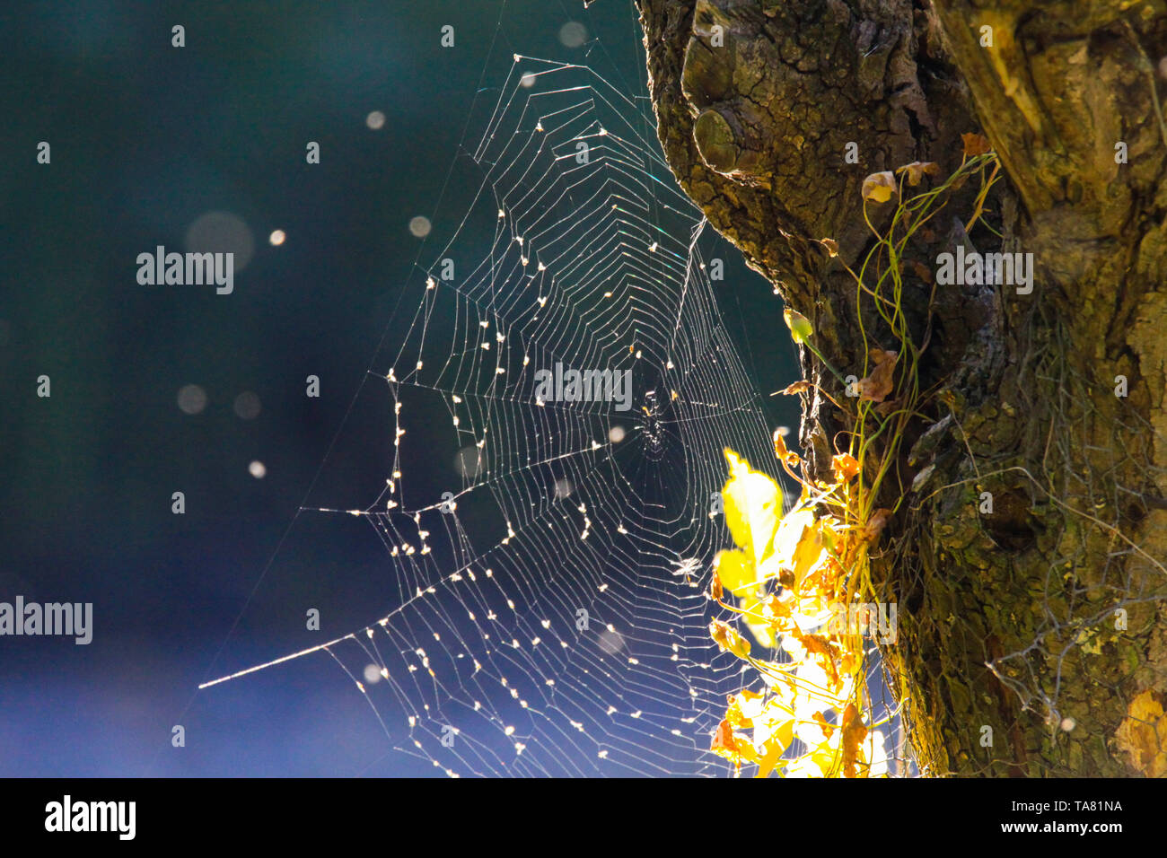 Bark spider web hi-res stock photography and images - Alamy