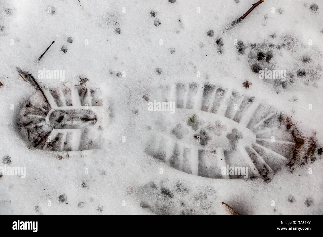 Foot print of a human shoe on the white snow Stock Photo - Alamy