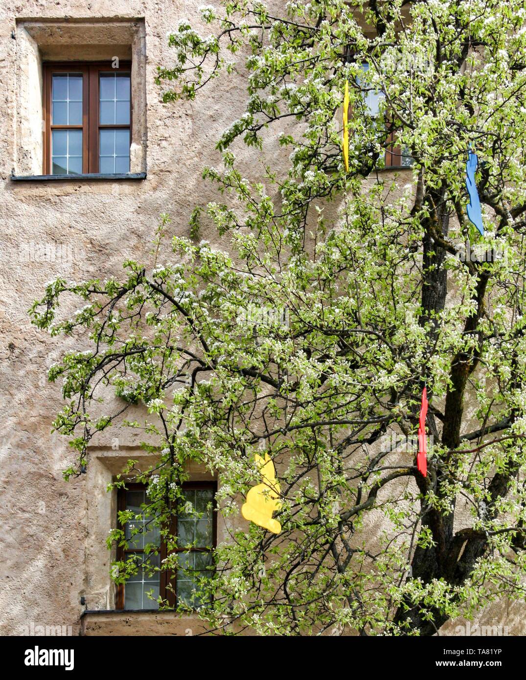 Austrian plant life hi-res stock photography and images - Alamy