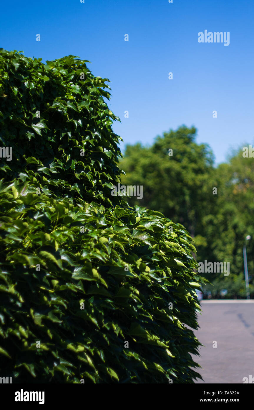 early summer landscape, old Park, trees, bushes, green grass, bright ...