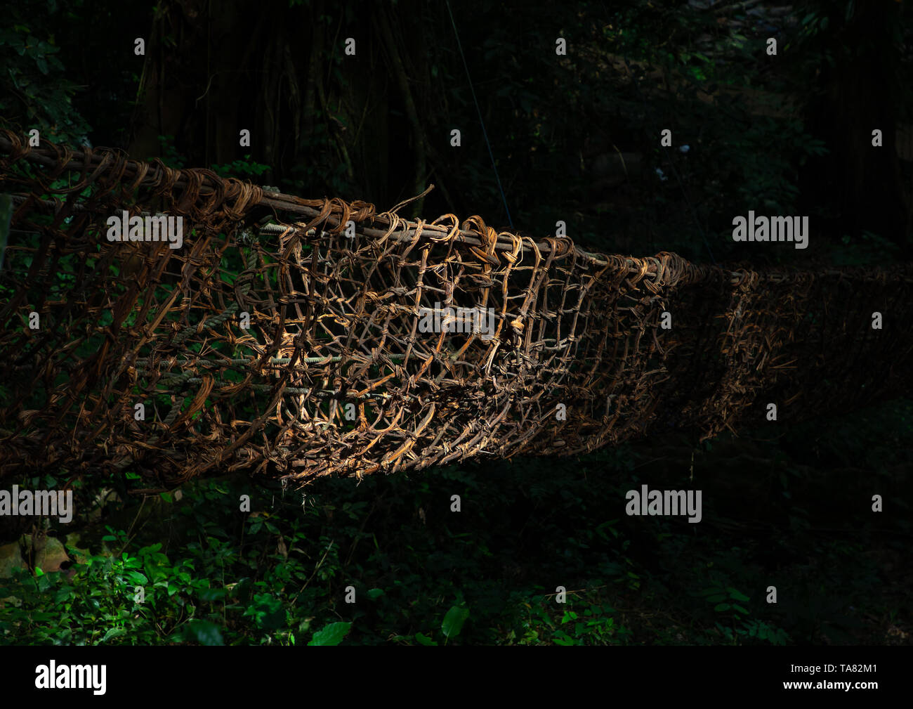 Ivory coast rainforest hi-res stock photography and images - Alamy