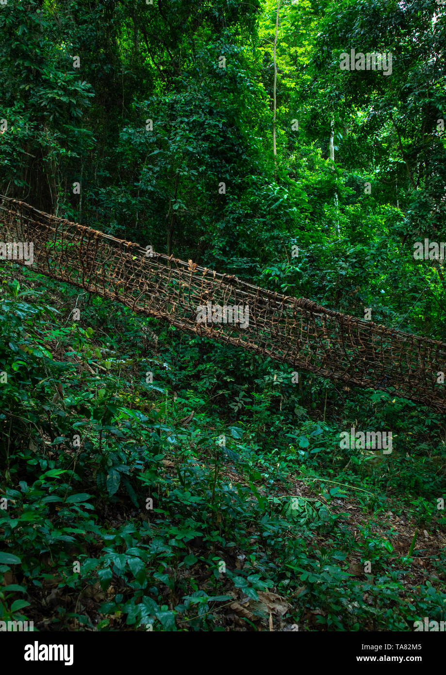 Liana bridge in the forest, Tonkpi Region, Man, Ivory Coast Stock Photo ...