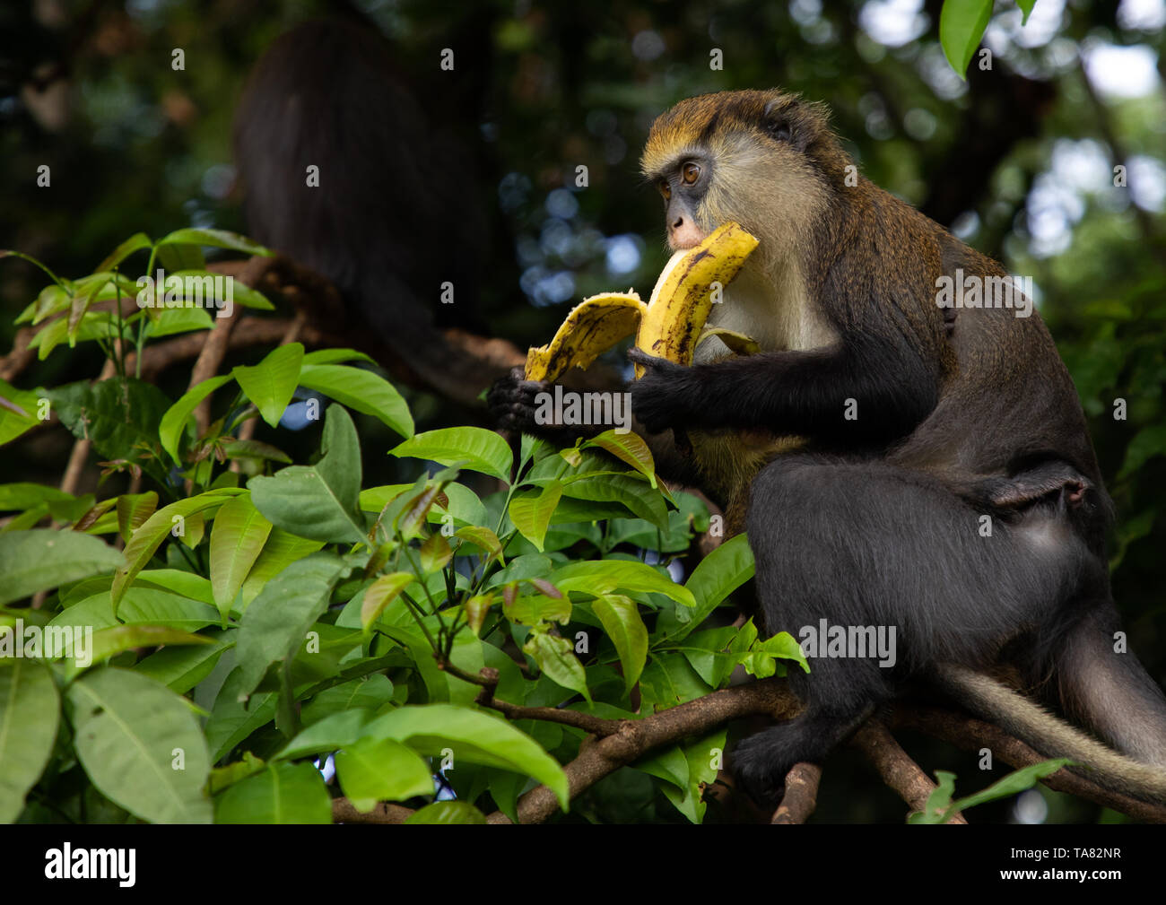 Monkey eating banana hi-res stock photography and images - Alamy