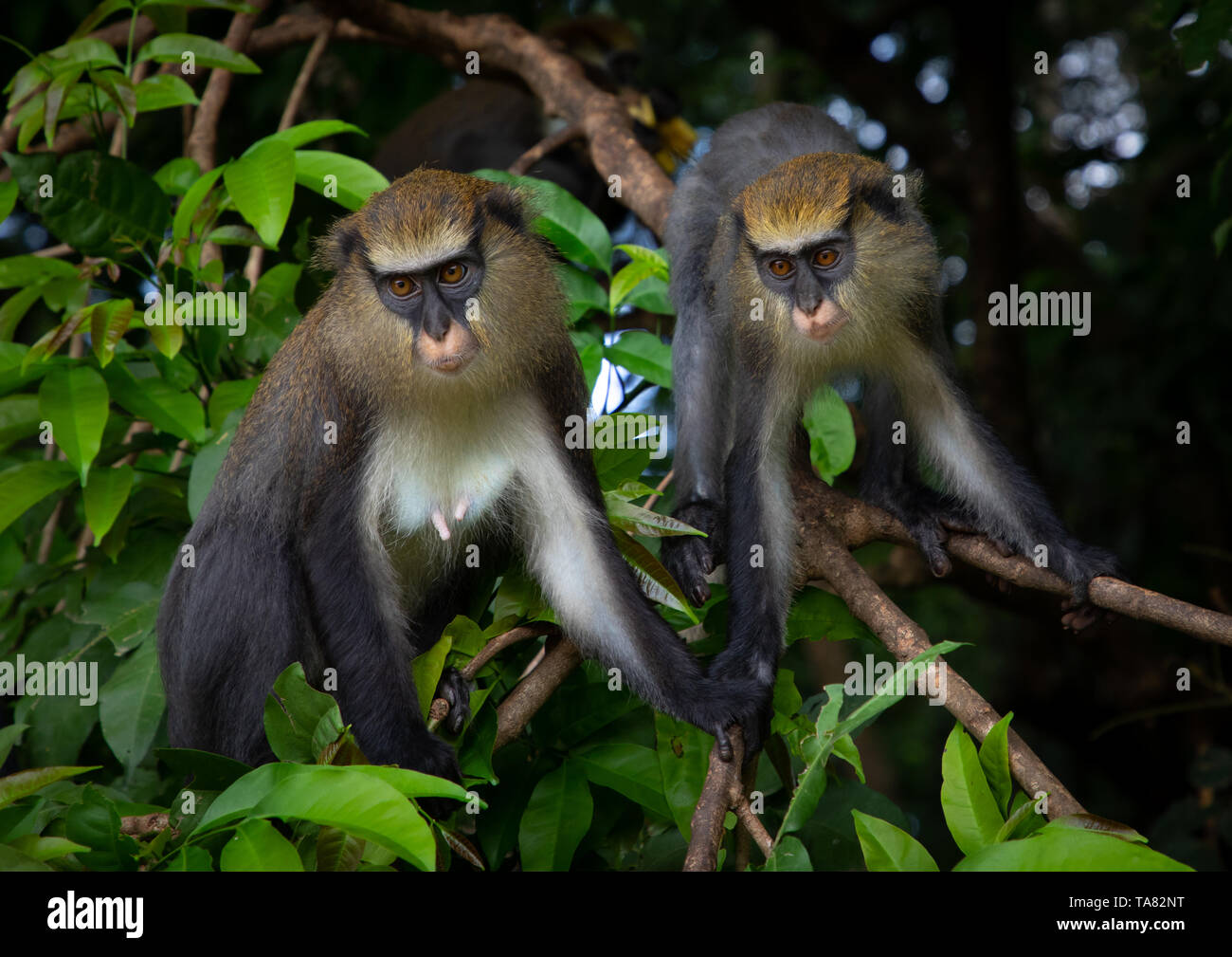 Macaque monkeys in the forest, Tonkpi Region, Man, Ivory Coast Stock ...