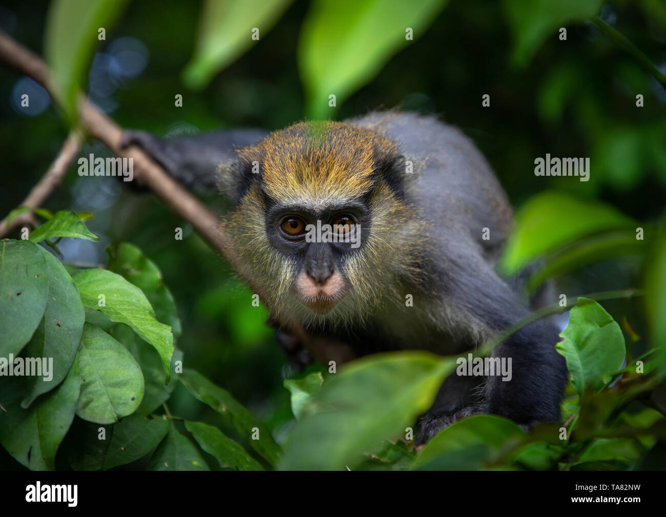 Staring macaque monkey in the forest, Tonkpi Region, Man, Ivory Coast ...