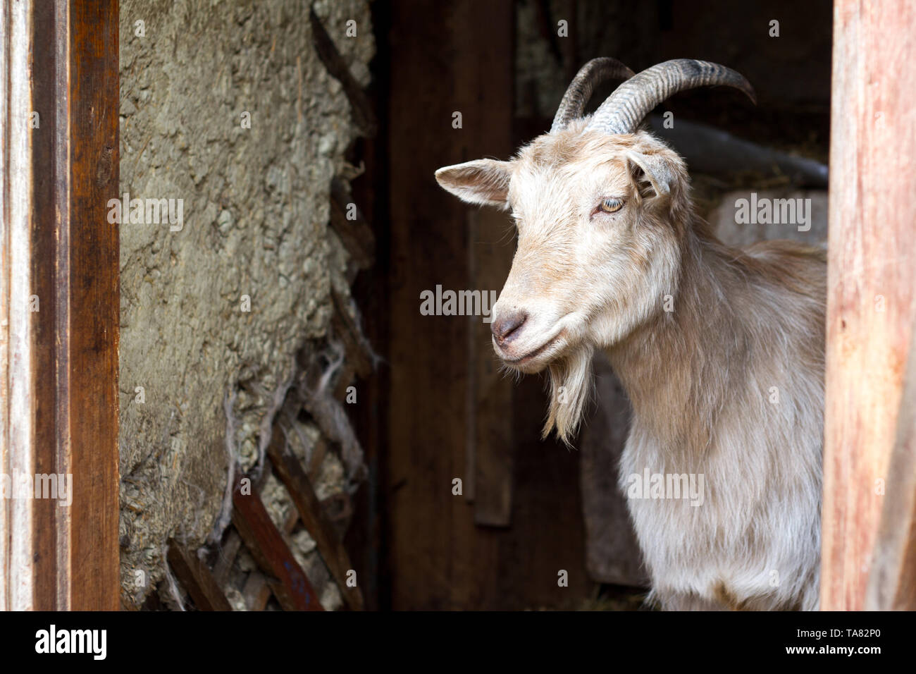 Goat Smile Teeth High Resolution Stock Photography and Images - Alamy