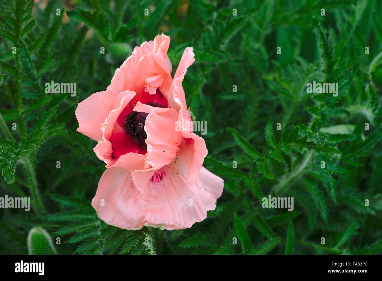 Oriental Poppy Pink High Resolution Stock Photography and Images - Alamy