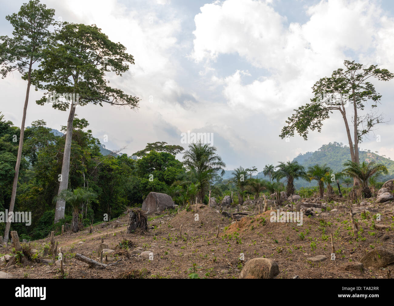 Deforestation ivory coast hi-res stock photography and images - Alamy