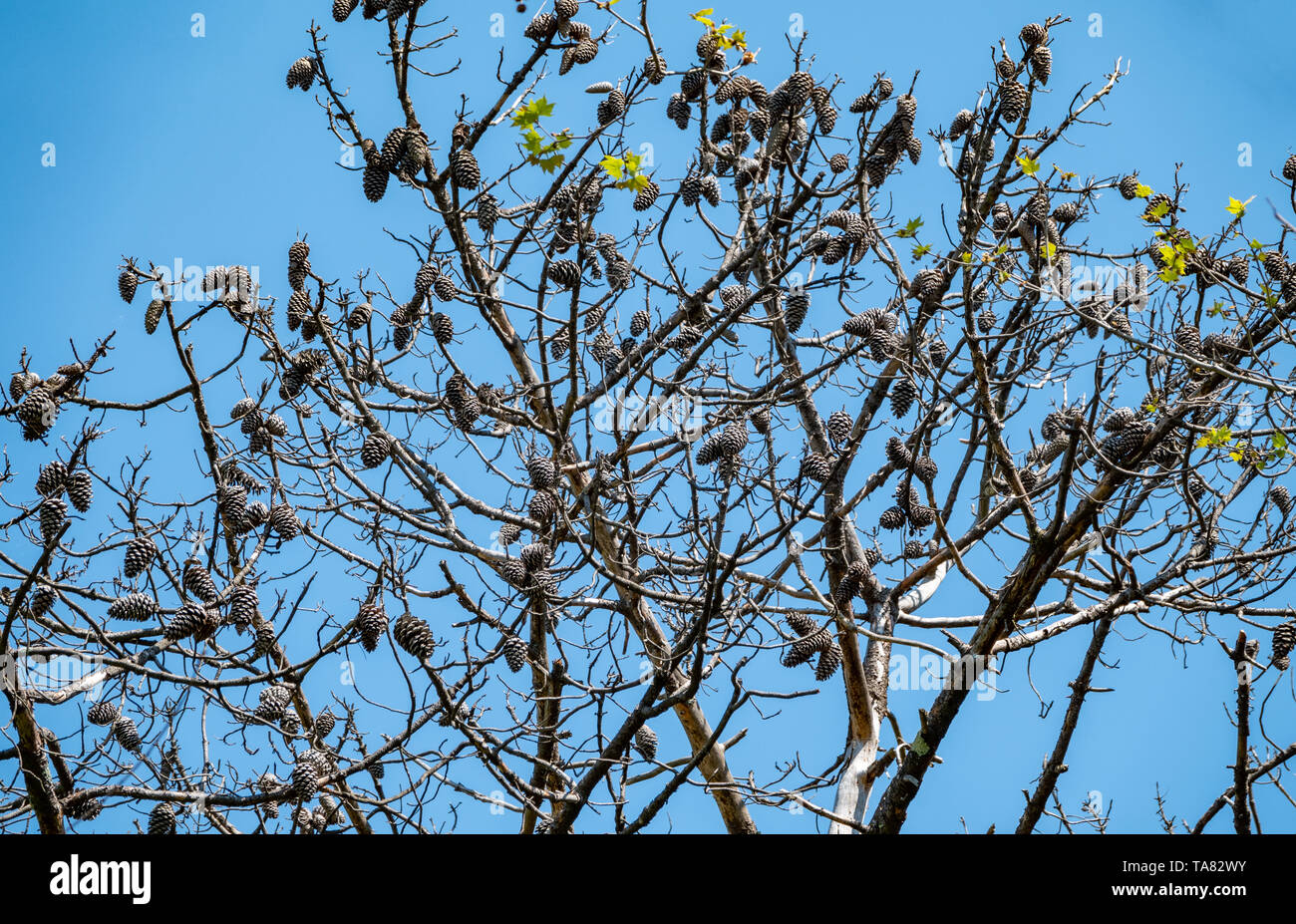 Branches of old dry pine without needles, but with cones. Branches of ...