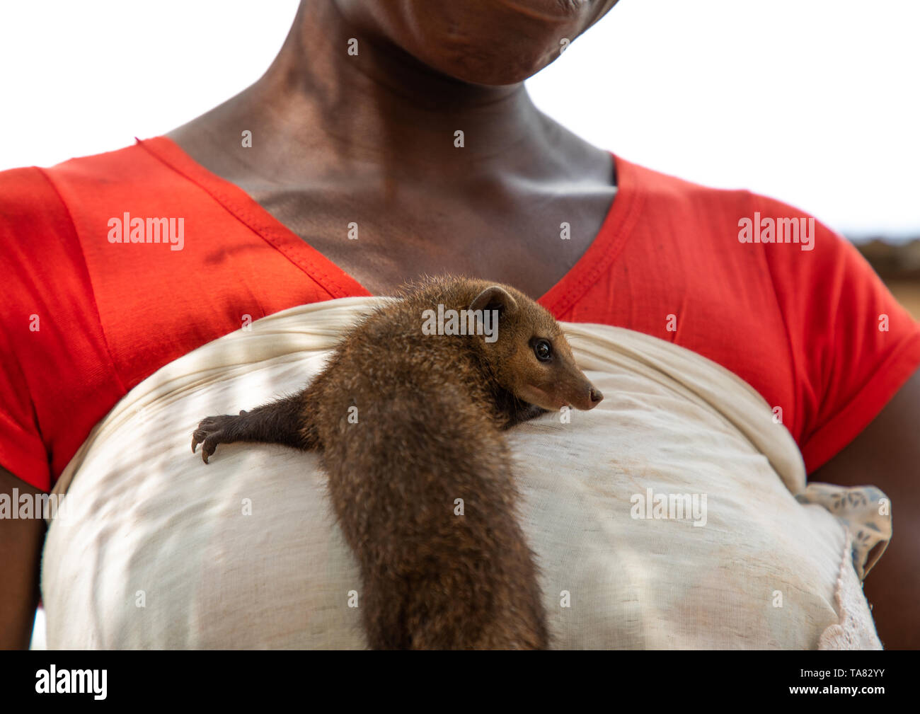 Mongoose pet on the chest of an african woman, Guémon, Bangolo, Ivory ...