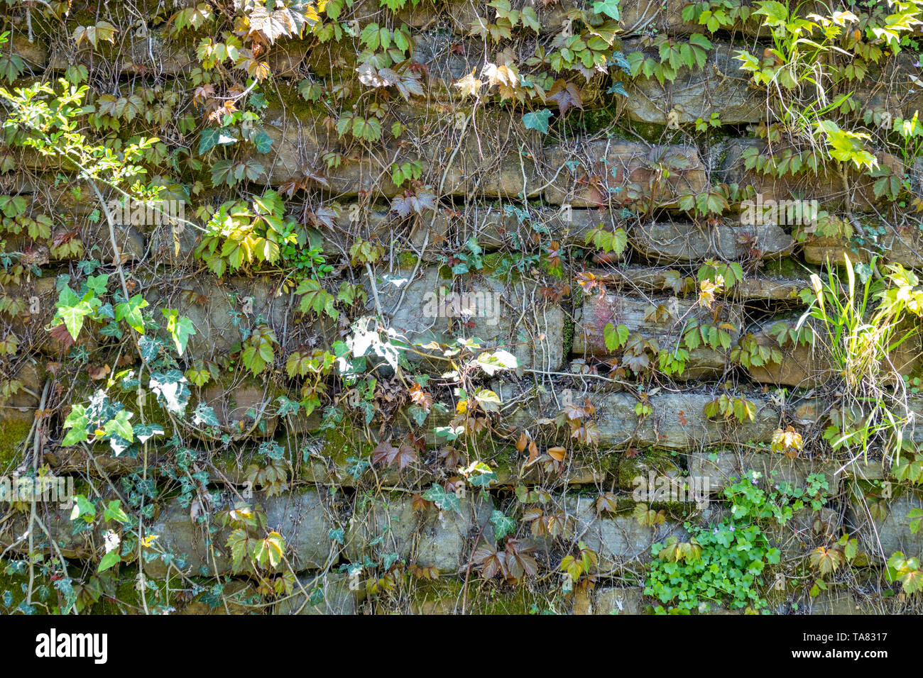 Old stone wall overgrown with grass and vines. The texture of the old ...