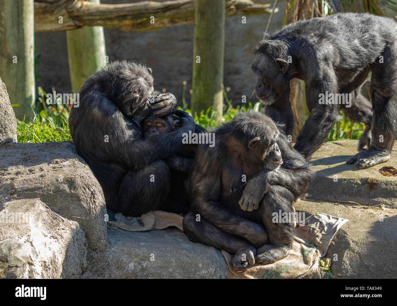Chimpanzee love hi-res stock photography and images - Alamy