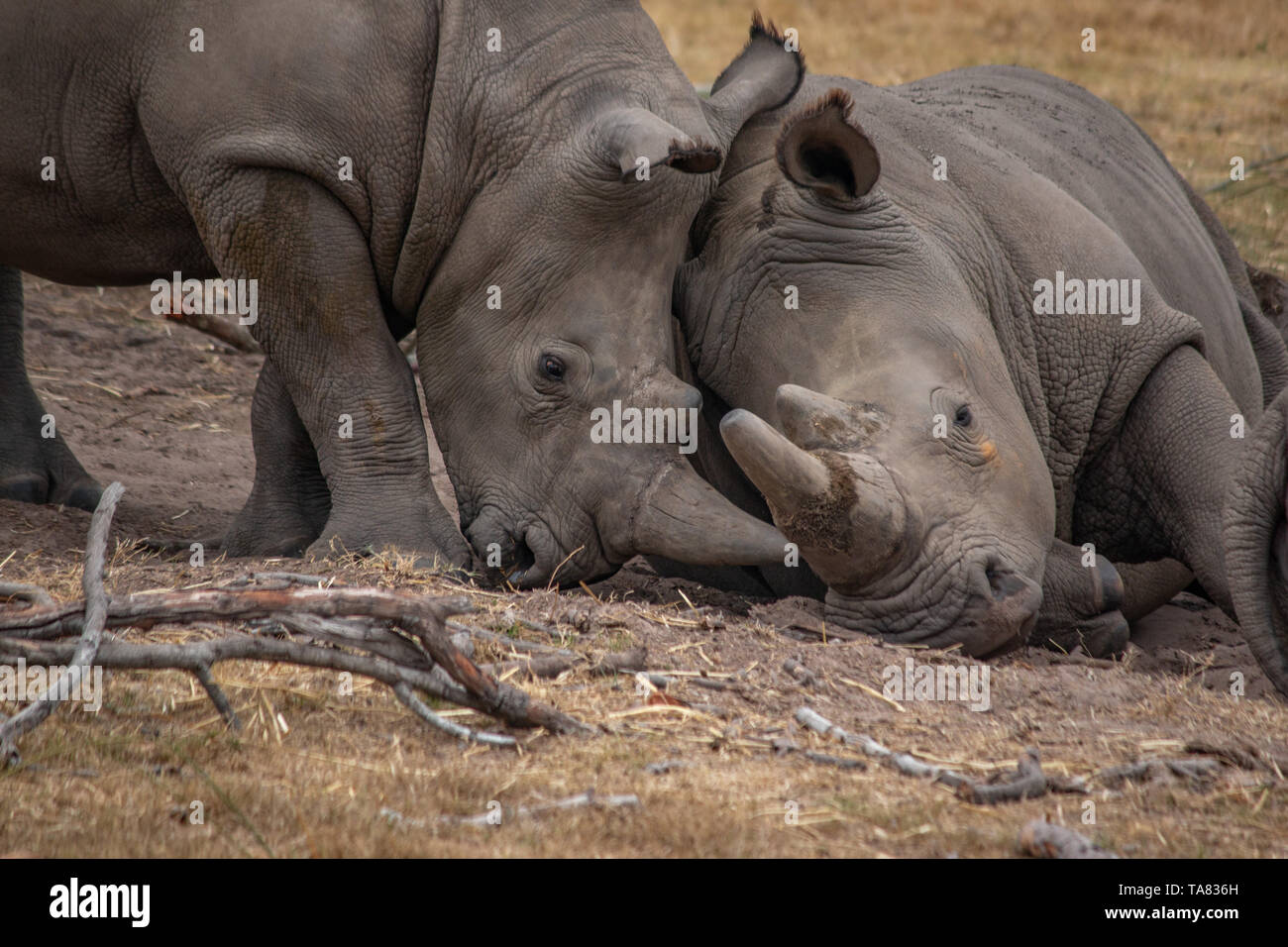 Pair of rhinos Stock Photo - Alamy