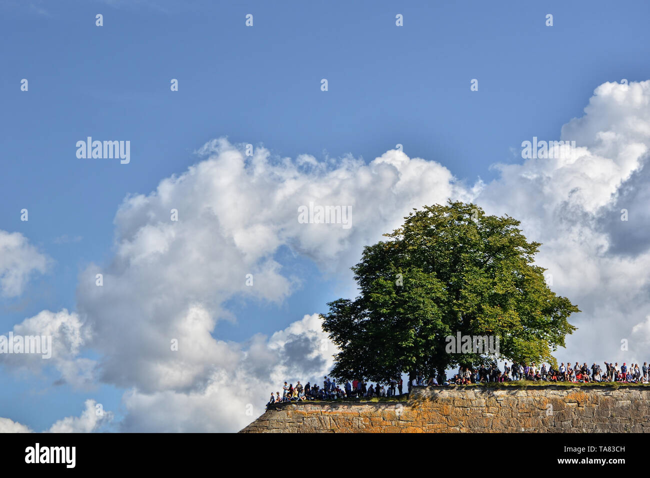 Mighty tree hi-res stock photography and images - Alamy
