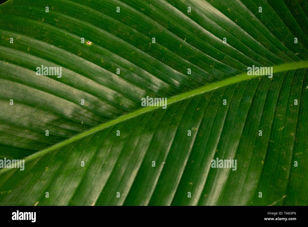 Tropical leaf hi-res stock photography and images - Alamy