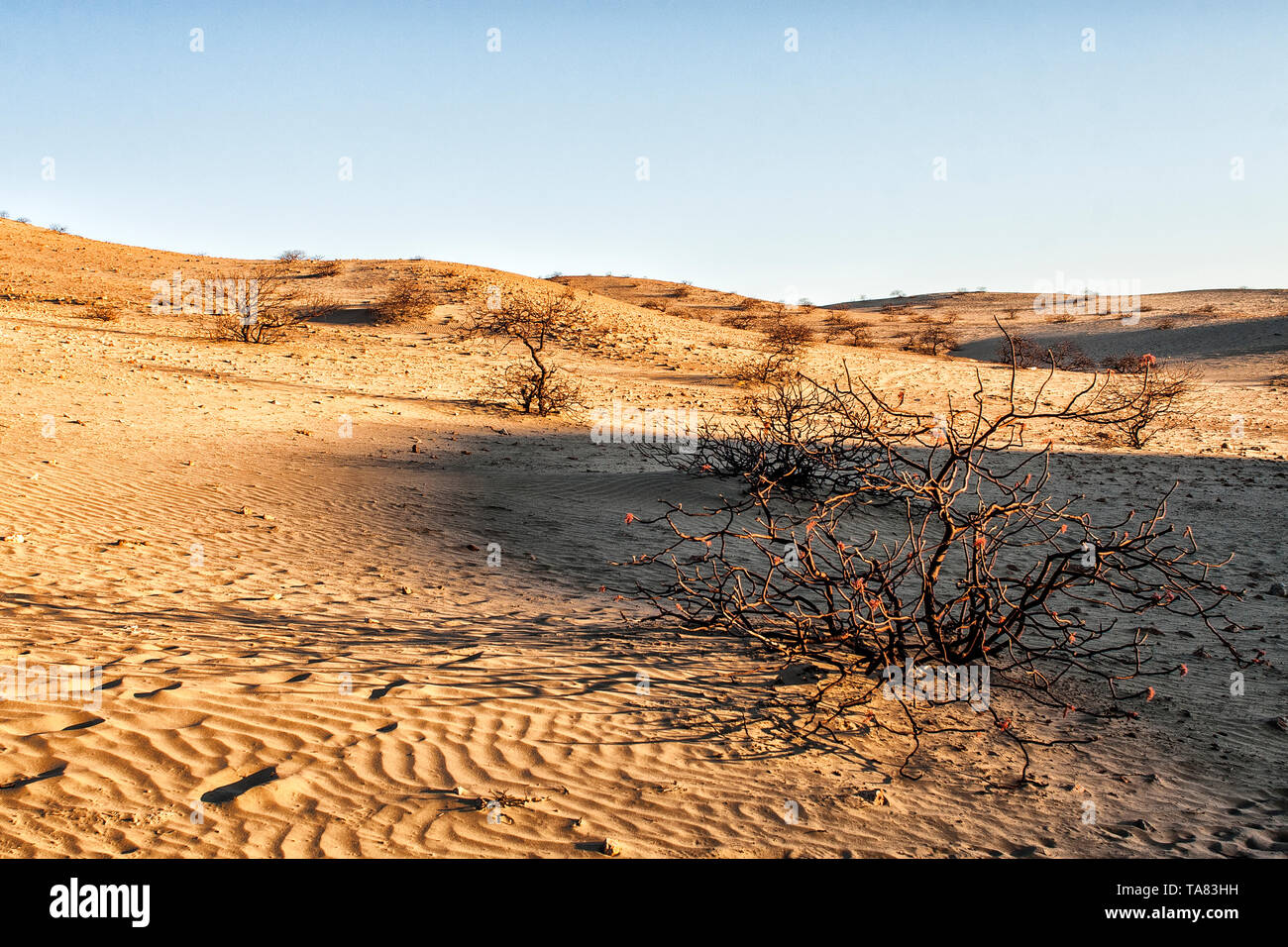 Desert Landscapes In Peru