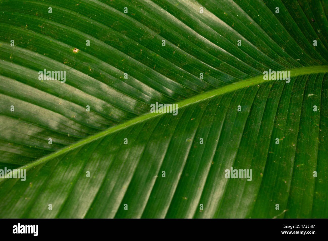 Tropical leaf hi-res stock photography and images - Alamy