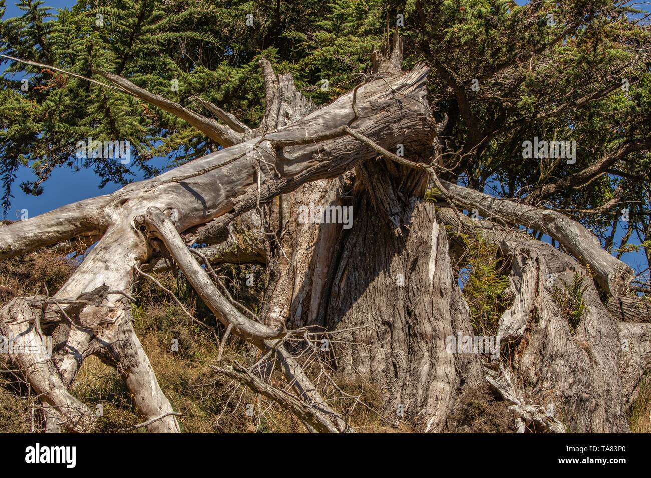 Pine tree life cycle hi-res stock photography and images - Alamy
