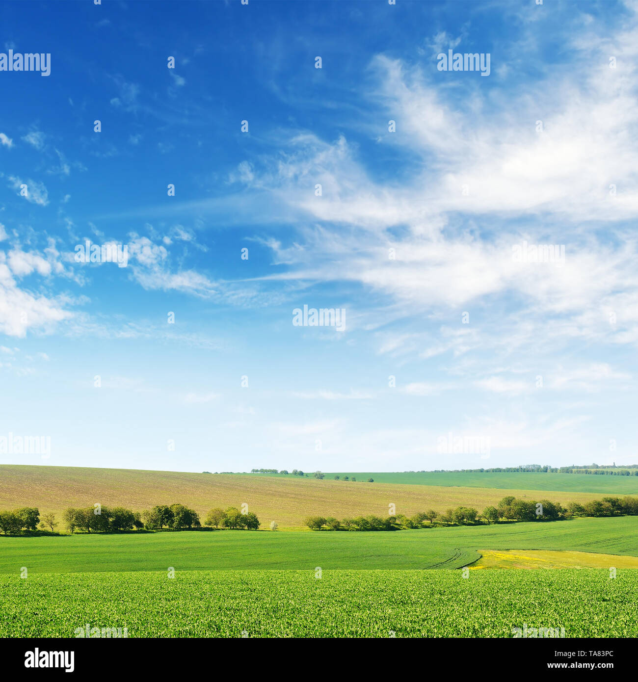 Spring corn hi-res stock photography and images - Alamy