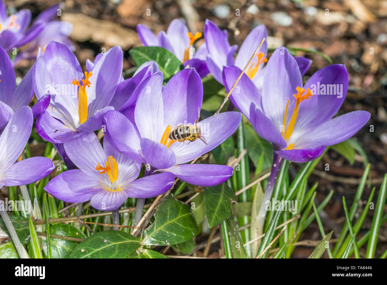Violet crocus flowers in spring with flying bees collecting honey ...