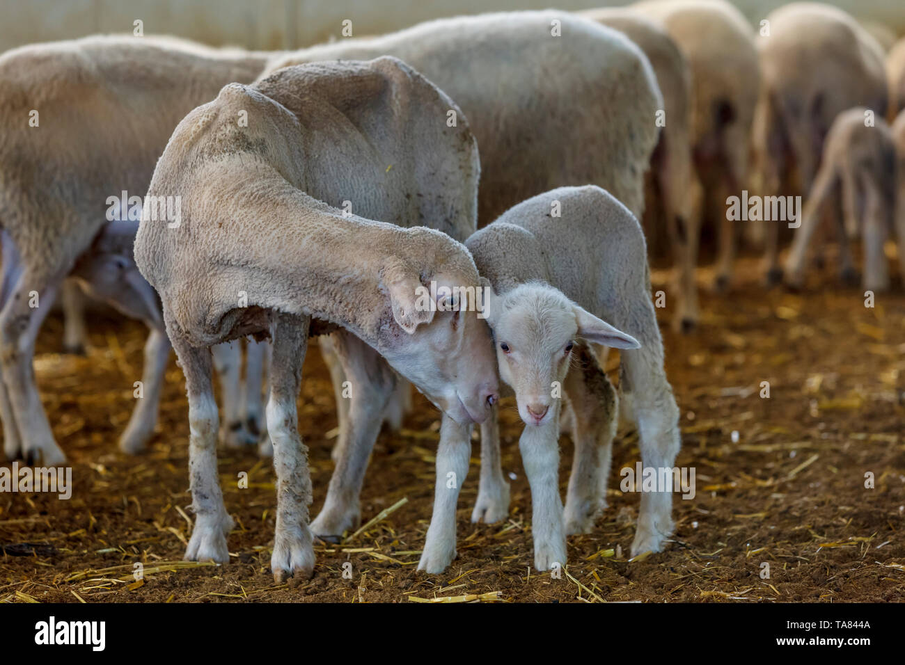 Turkey lamb hi-res stock photography and images - Alamy