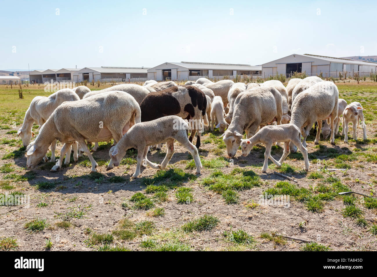 Sheep and lambs, organic sheep farm, Marmara region, Turkey Stock Photo ...