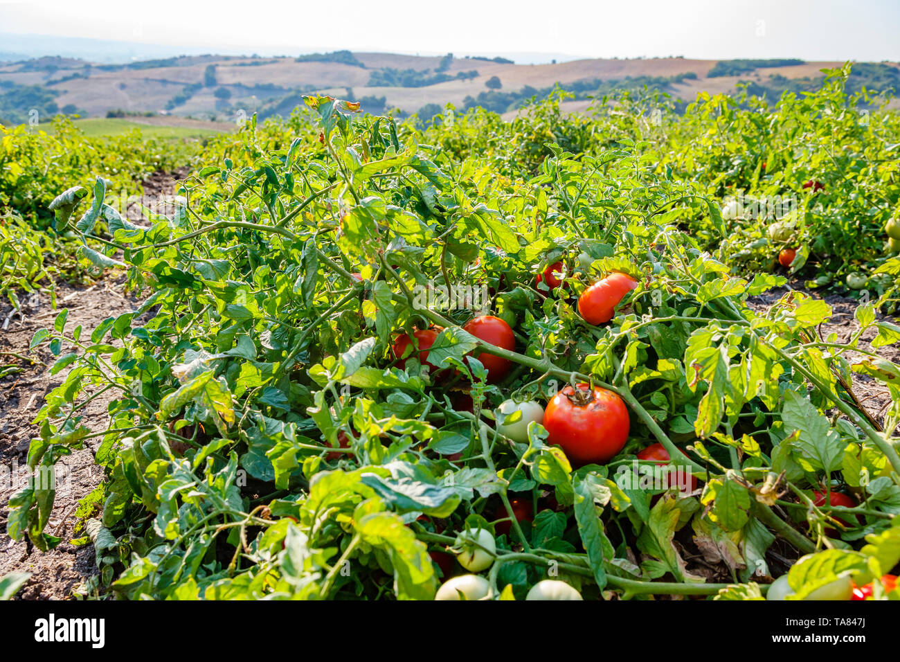 Organic tomato farm, Marmara region, Turkey Stock Photo - Alamy