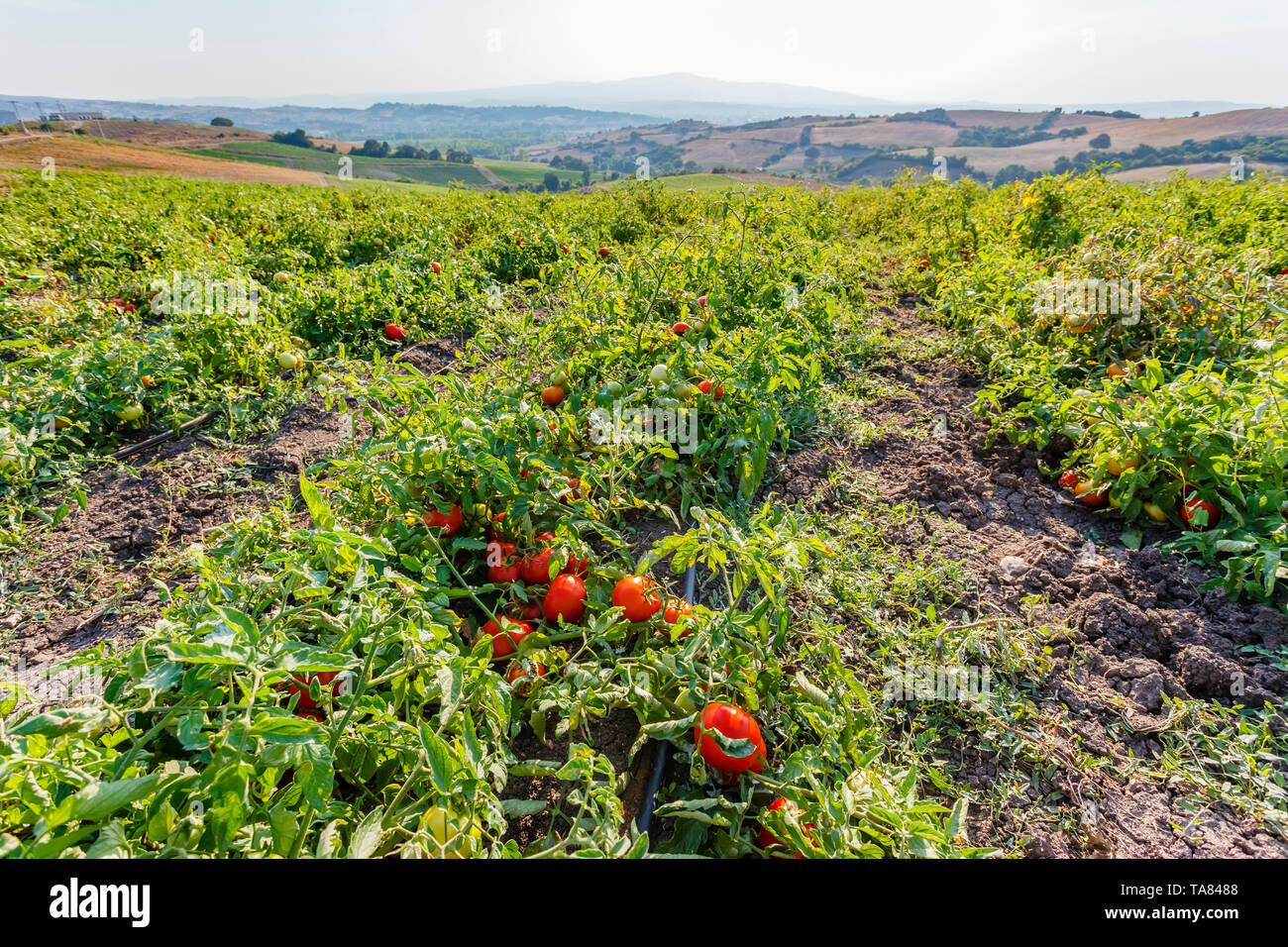 Tomato farm hi-res stock photography and images - Alamy