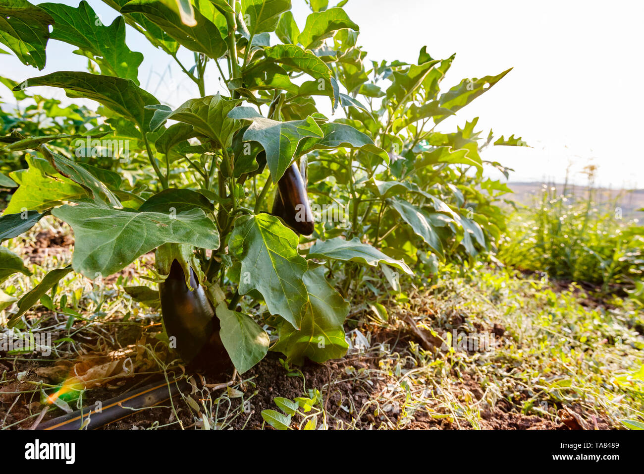 Eggplant Farm