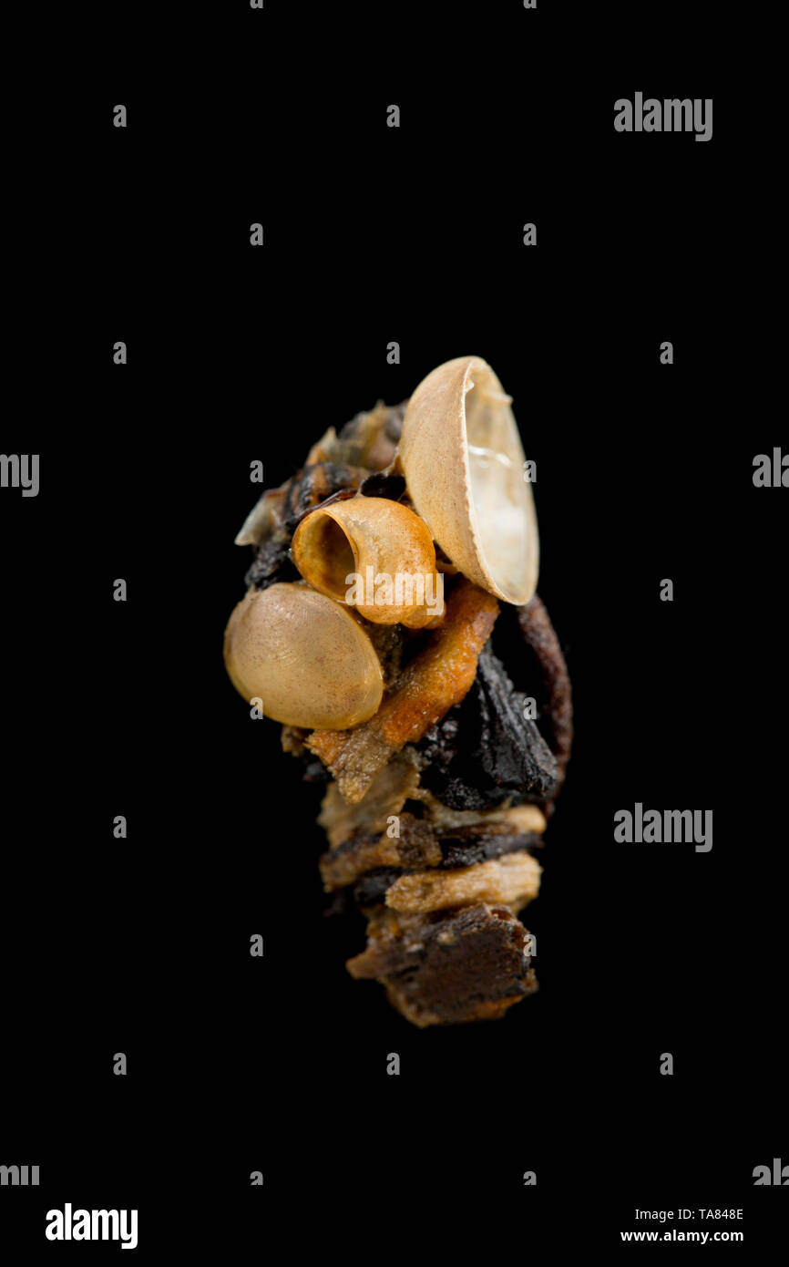 Caddis fly larva hi-res stock photography and images - Alamy