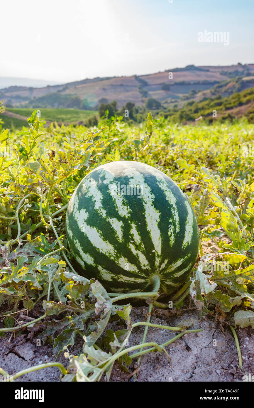 Turkey And Watermelon High Resolution Stock Photography and Images - Alamy